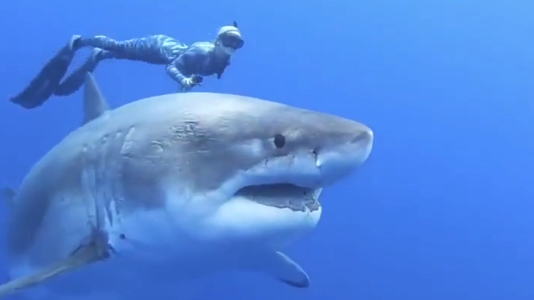 Regardez ce qui se passe quand un grand requin blanc attrape un ...