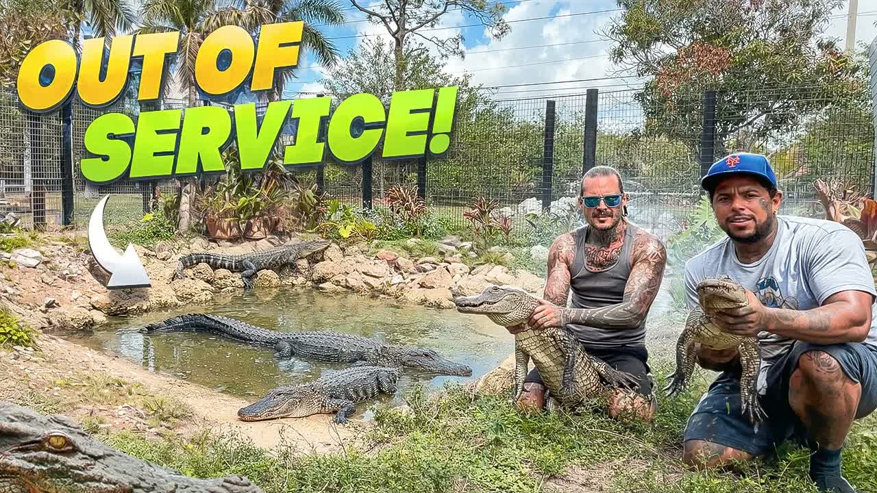 The alligator habitat faces a sudden water emergency