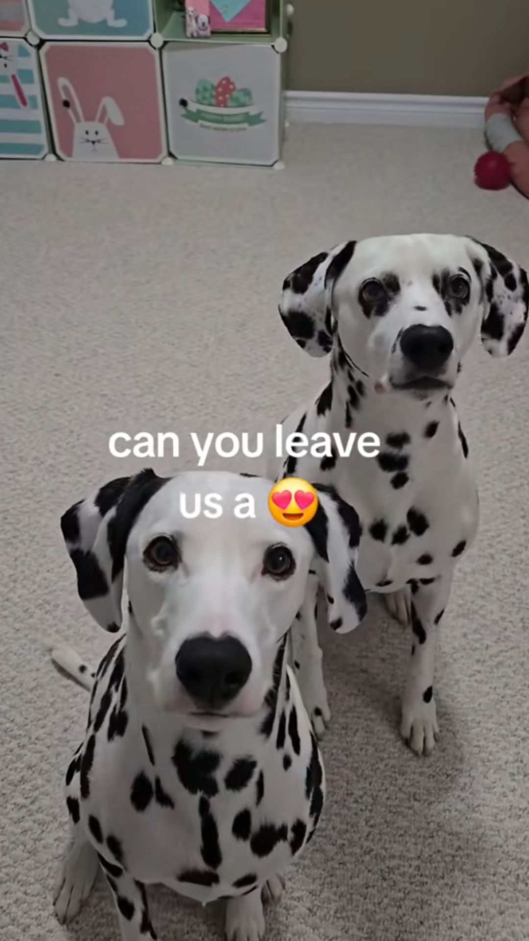 Heartwarming dog moments pet lovers will appreciate