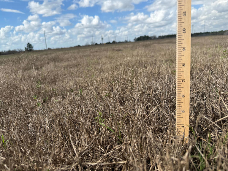 Drought leaves grasslands dry; Georgia farmers face tough choices