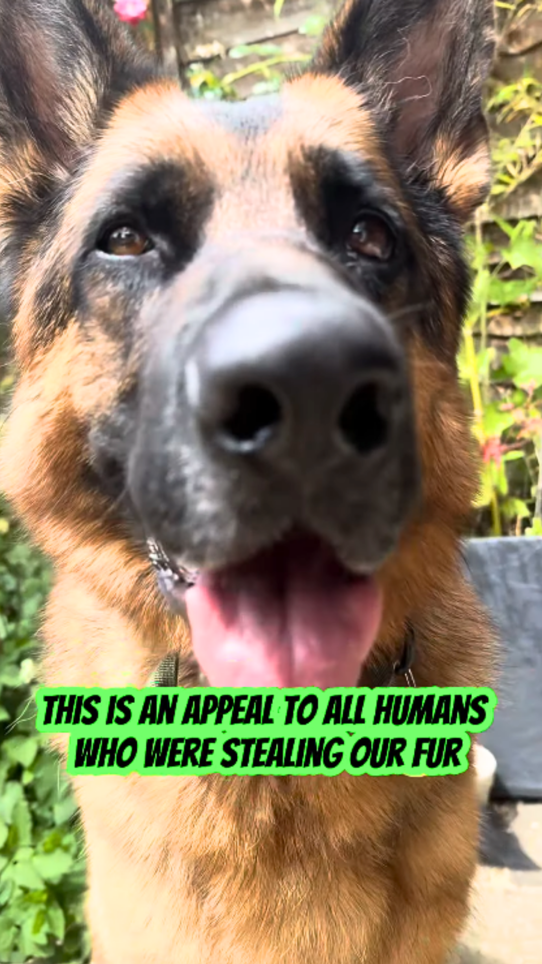 Cooper calls out humans stealing fur