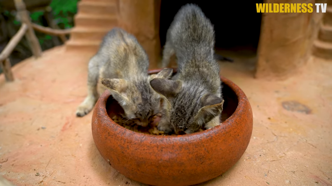 Watch little rescue cats relax in their new house near the water
