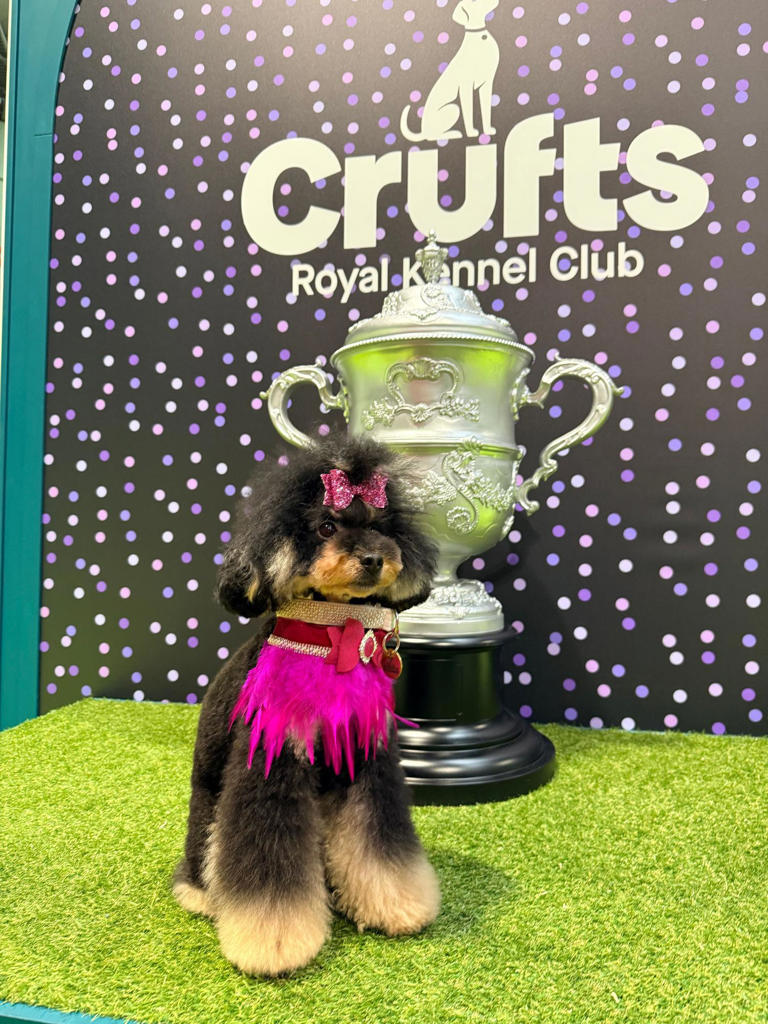 Young Blackpool dog groomer comes second at Crufts’ first ever grooming ...