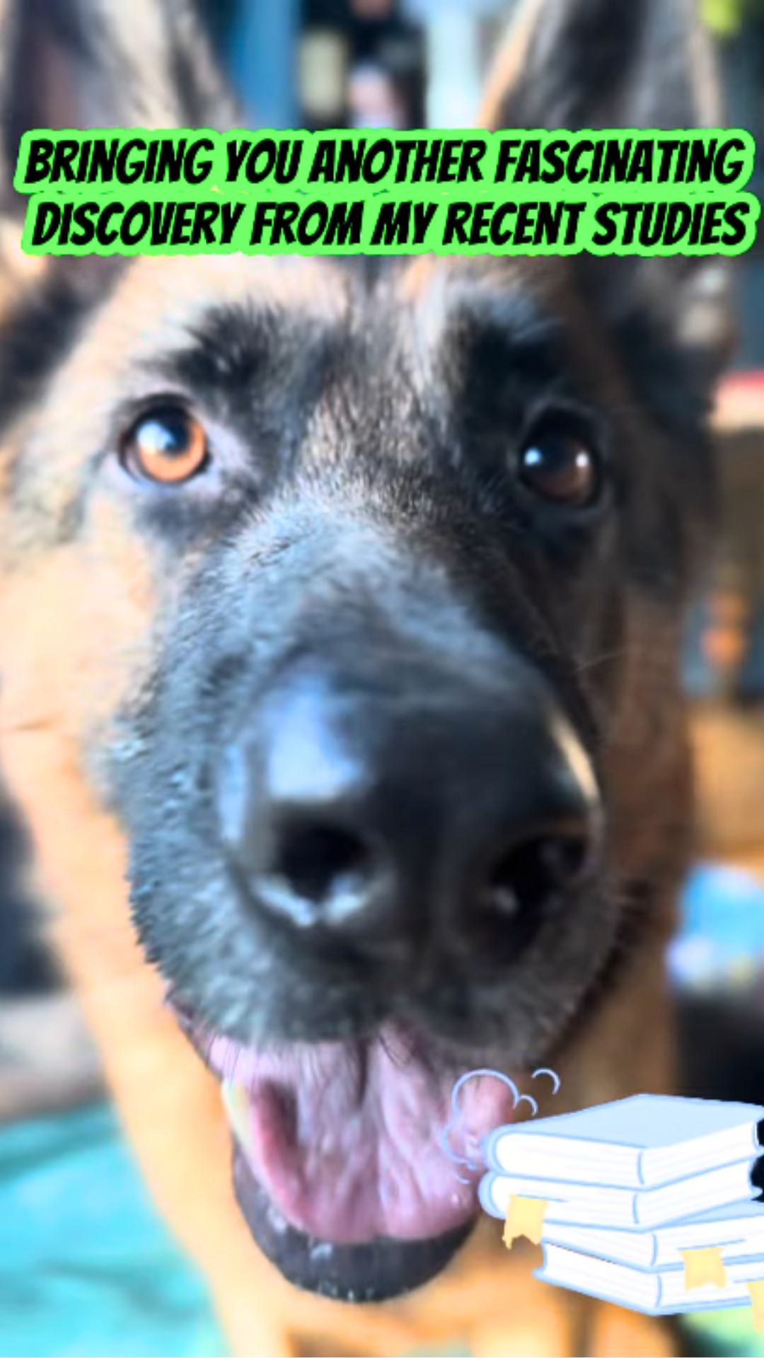 Professor Cooper the genius German shepherd