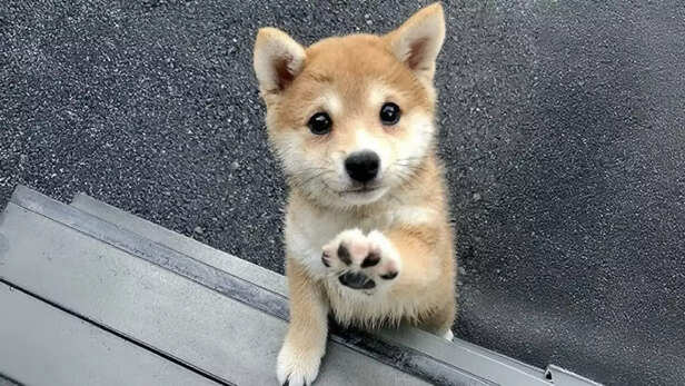 Do dogs understand human language? The science behind how dogs ...
