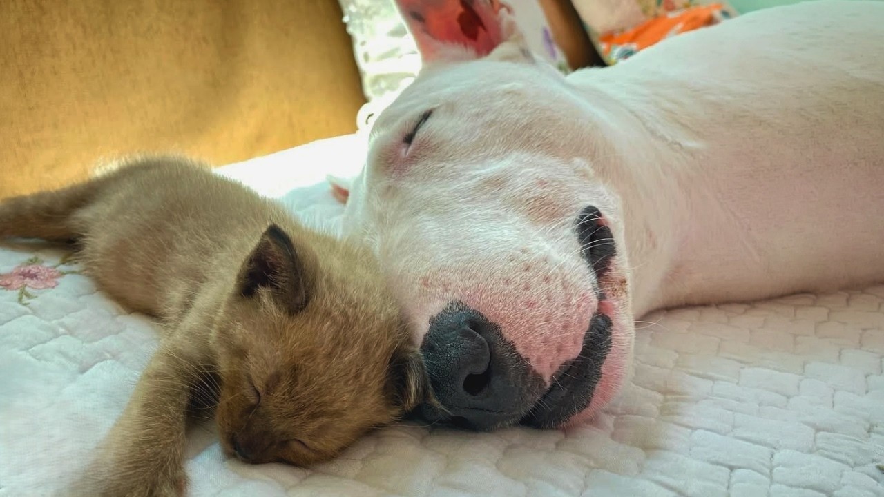 Big 'scary' dog turns into the sweetest kitten nanny