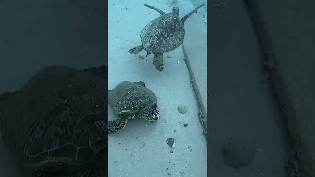 I'm saving the turtles from pollution one piece at a time!