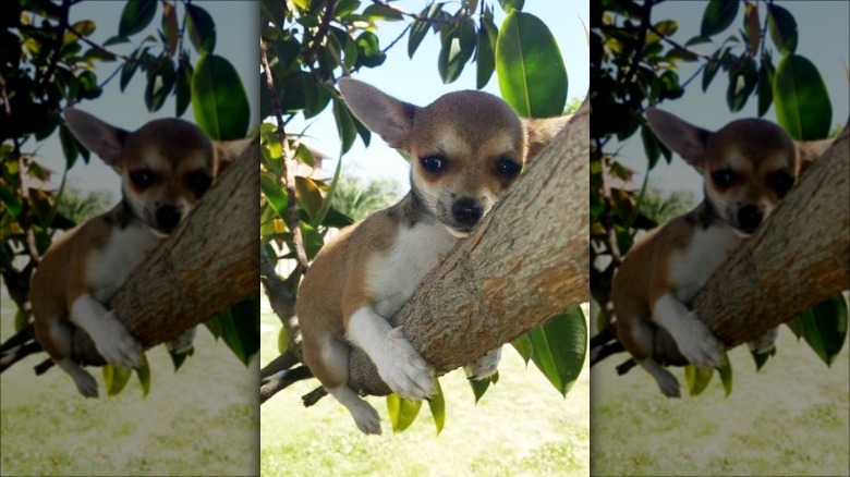 Just dogs who love to climb trees