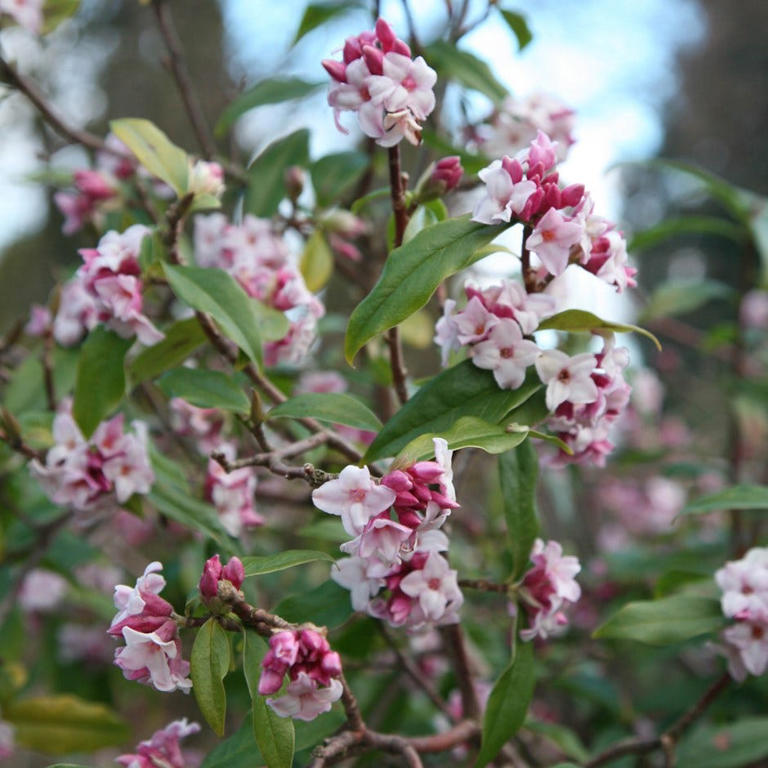 Early spring flowers and blossoms: 40 blooms that arrive first