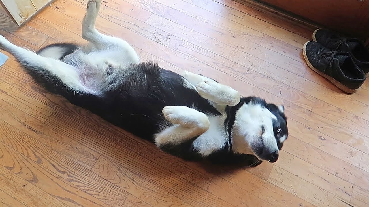 This stubborn dog refused to walk - but he’s too cute to be mad at