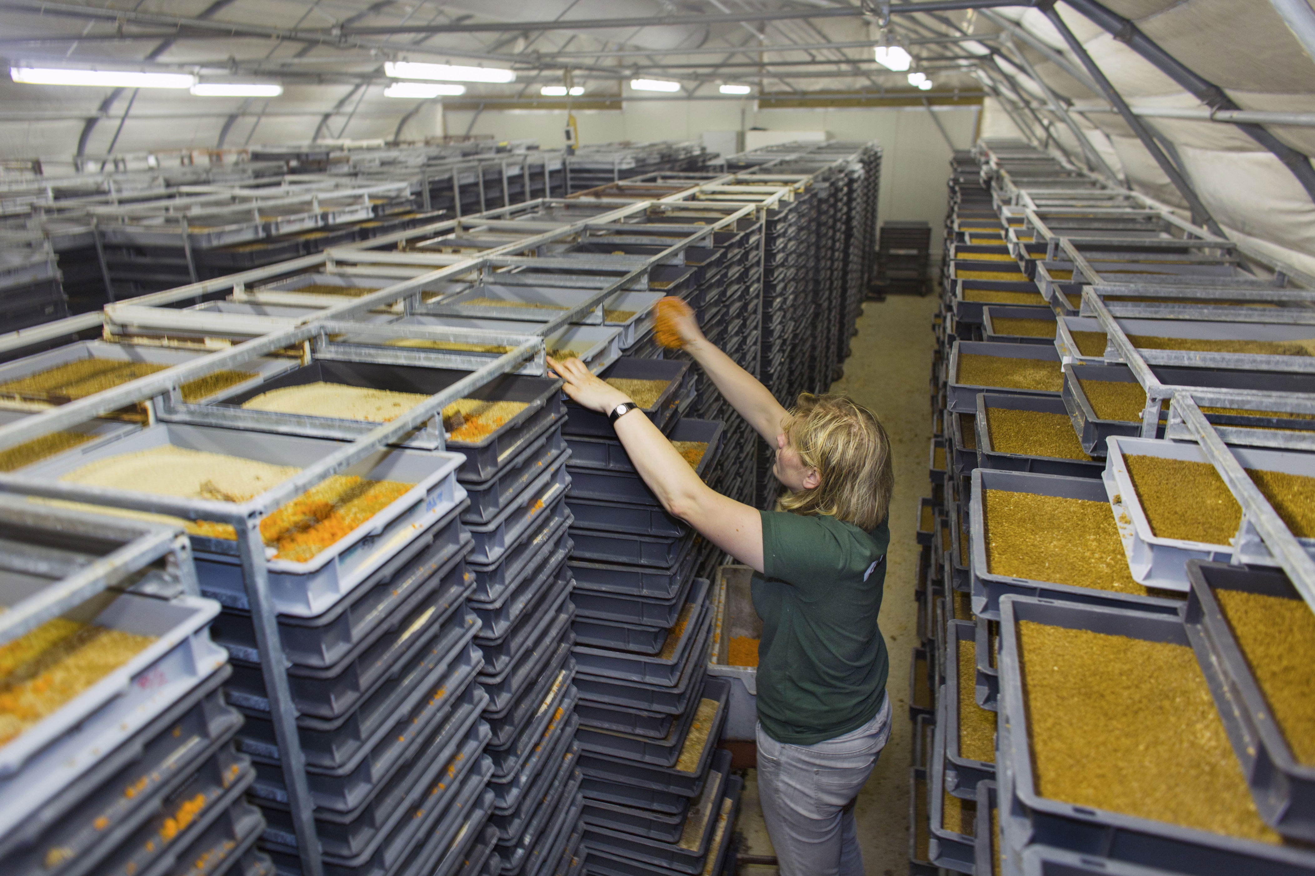 Bugs were supposed to be the future of food. Now, the insect farming ...