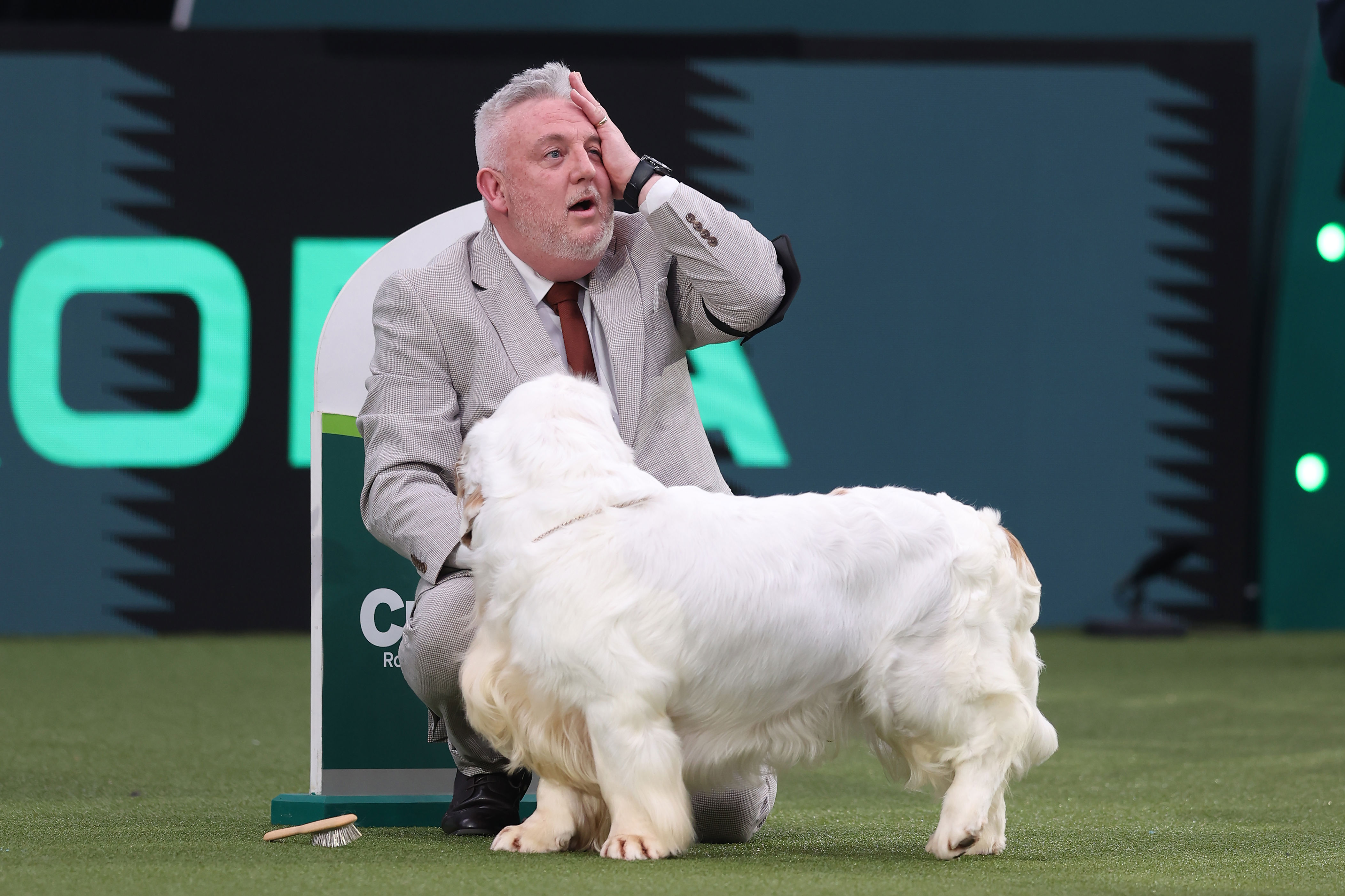 Crufts 2026 in Birmingham: 18 excellent photos from final day as Best ...