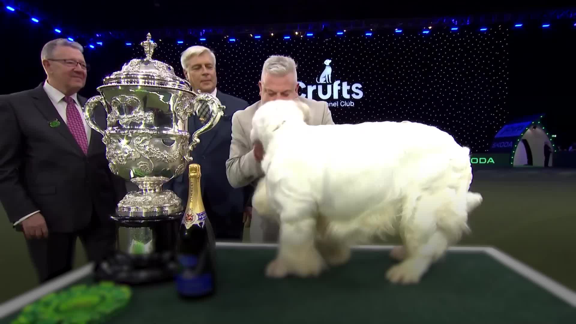 Clumber spaniel named Bruin crowned best in show at Crufts