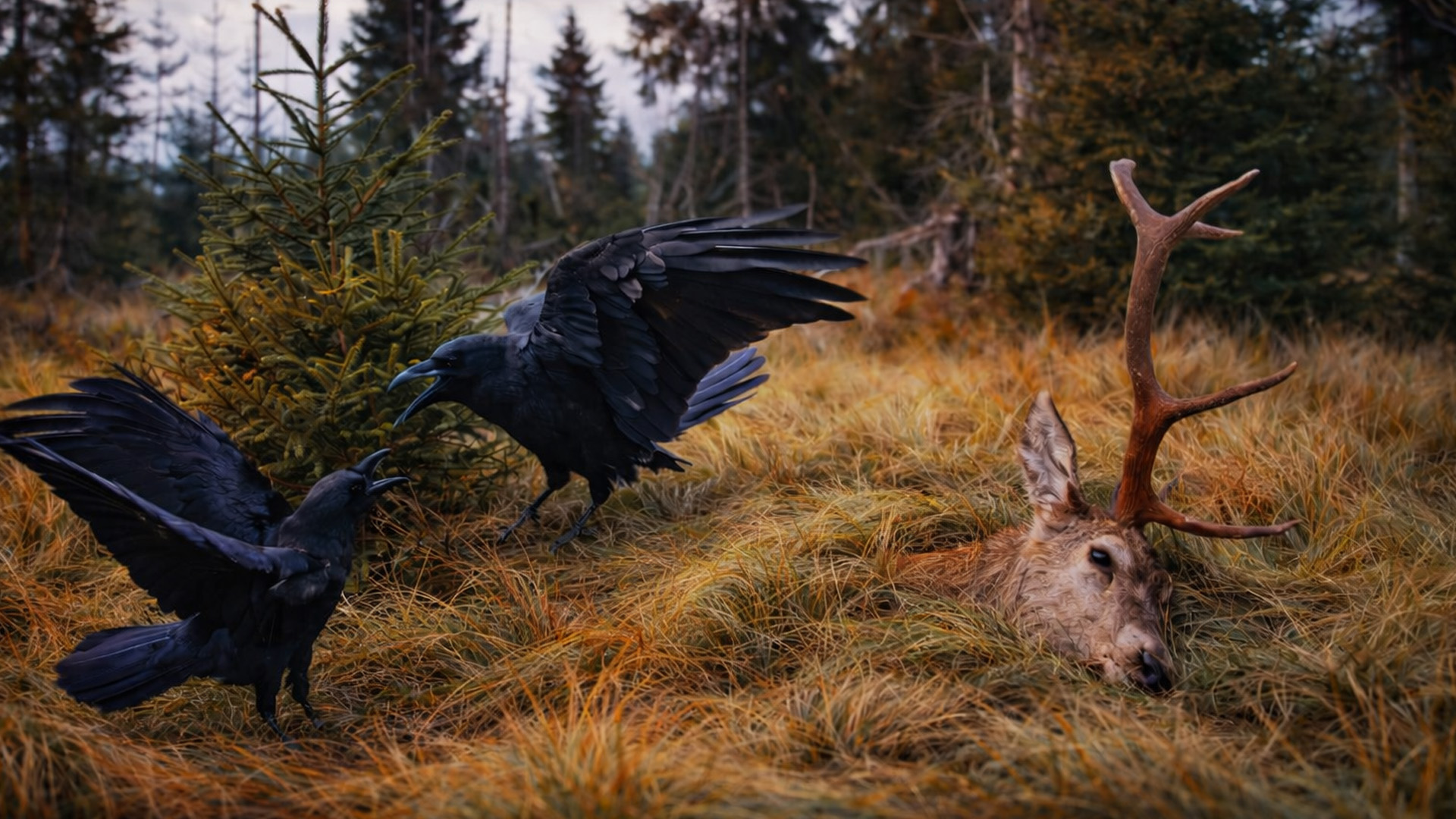 A hidden camera captured ravens discovering a deer carcass in the forest