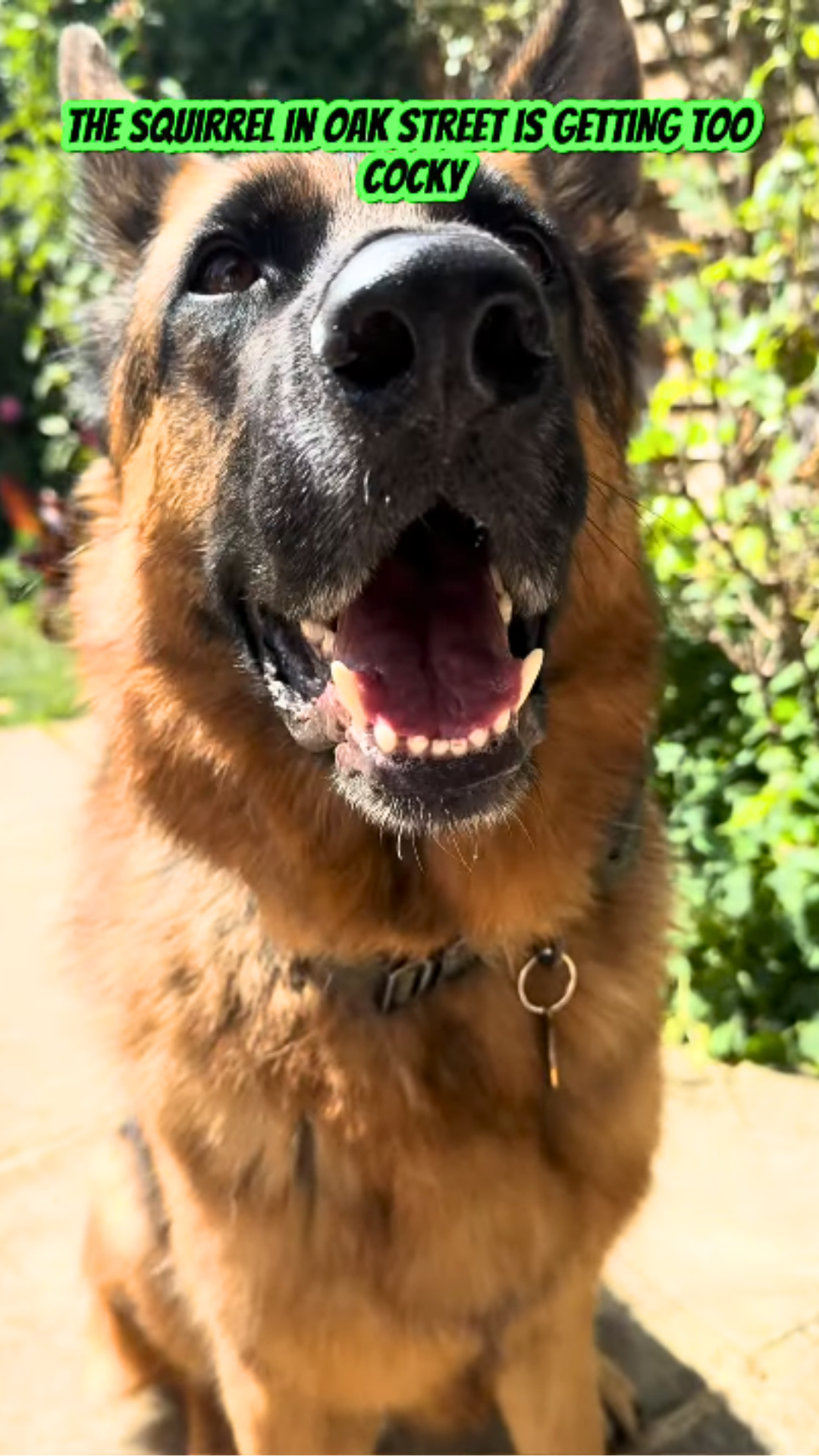 How Dogs Communicate Inside the Canine Social Network?