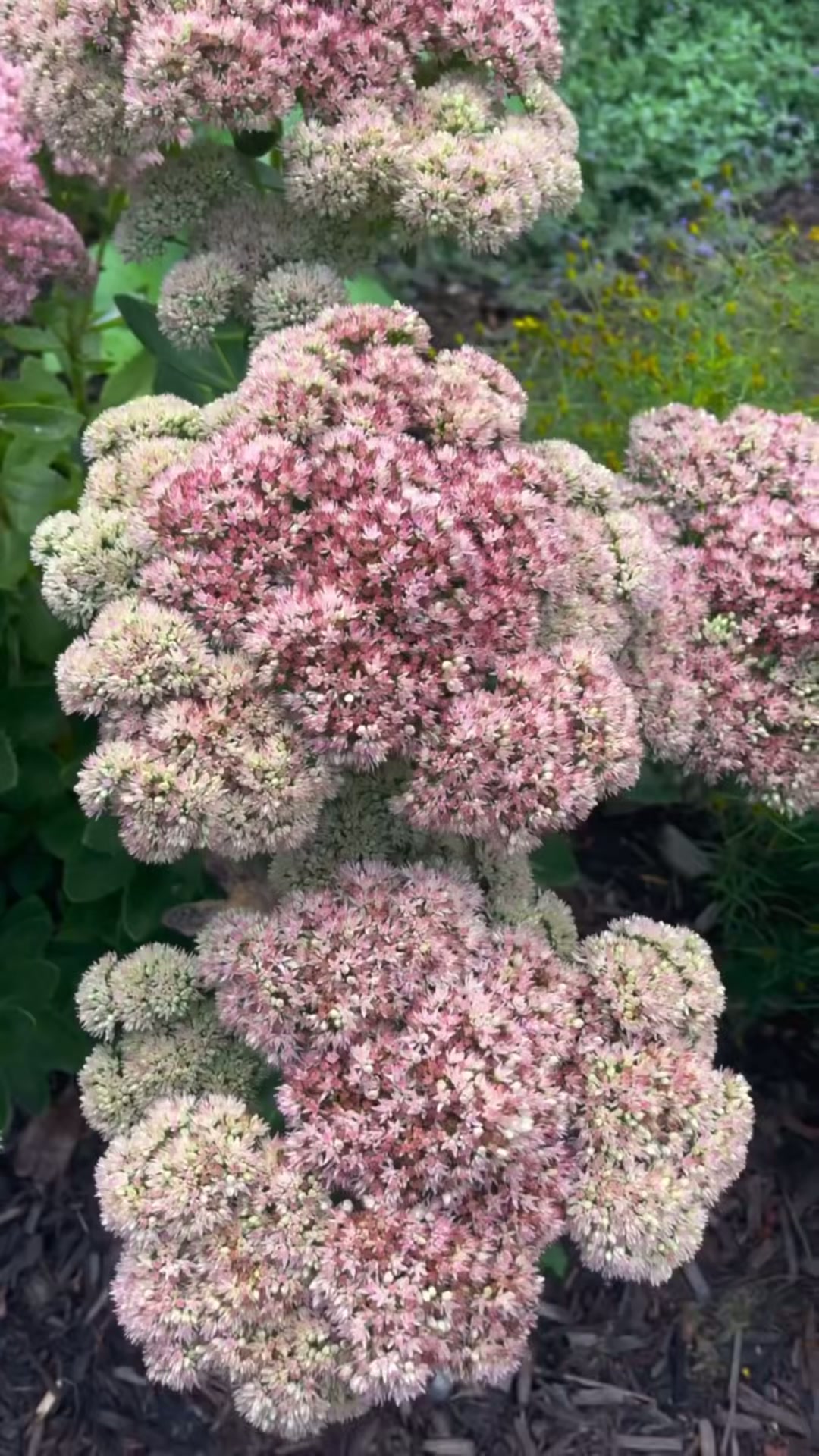 Drought tolerant flowers for an easier garden