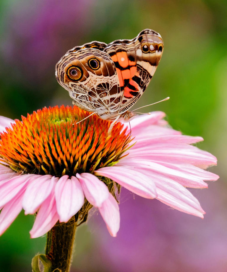 Discover your birth month butterfly – and how to attract all 12 ...