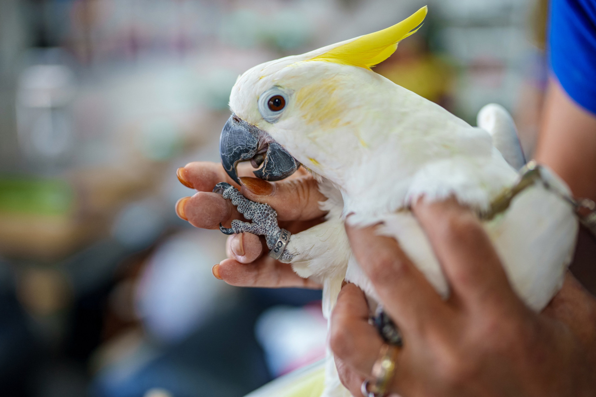 Pets that live longer than expected