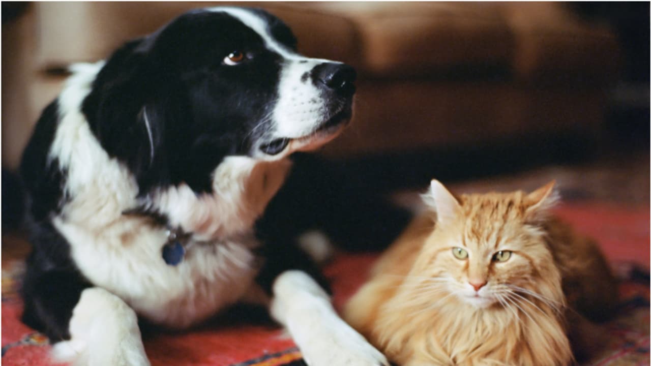 Pets left behind: Panic exodus from Dubai triggers surge in abandoned ...