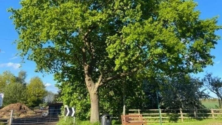 Churchill tree removal raises concerns over outline planning approvals