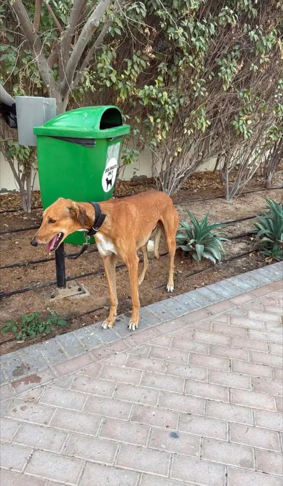 Expats fleeing Dubai abandon pets as they flee war-hit Gulf state