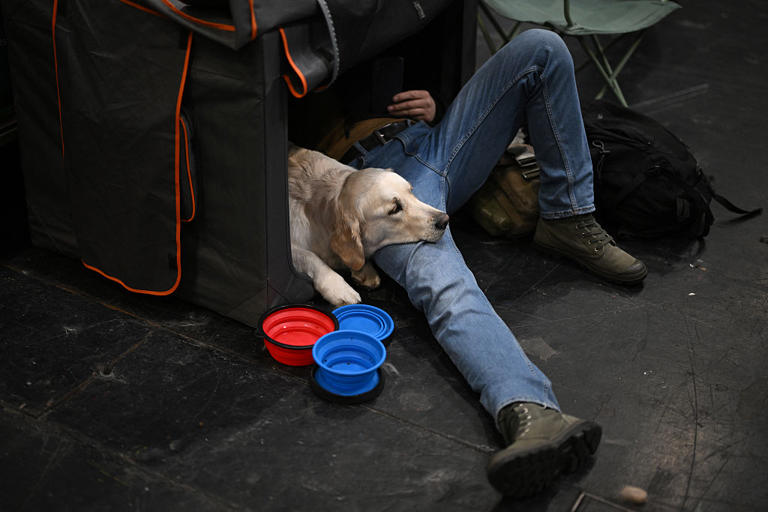 Crufts 2026 in Birmingham: 18 excellent photos from final day as Best ...