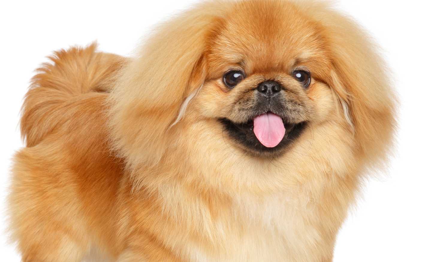 Las razas de perros que viven más años