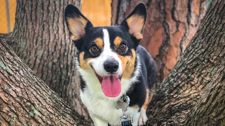 Just dogs who love to climb trees