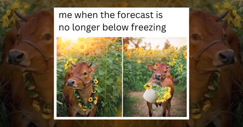 24 cute cow memes to give you that Monday moo'tivation
