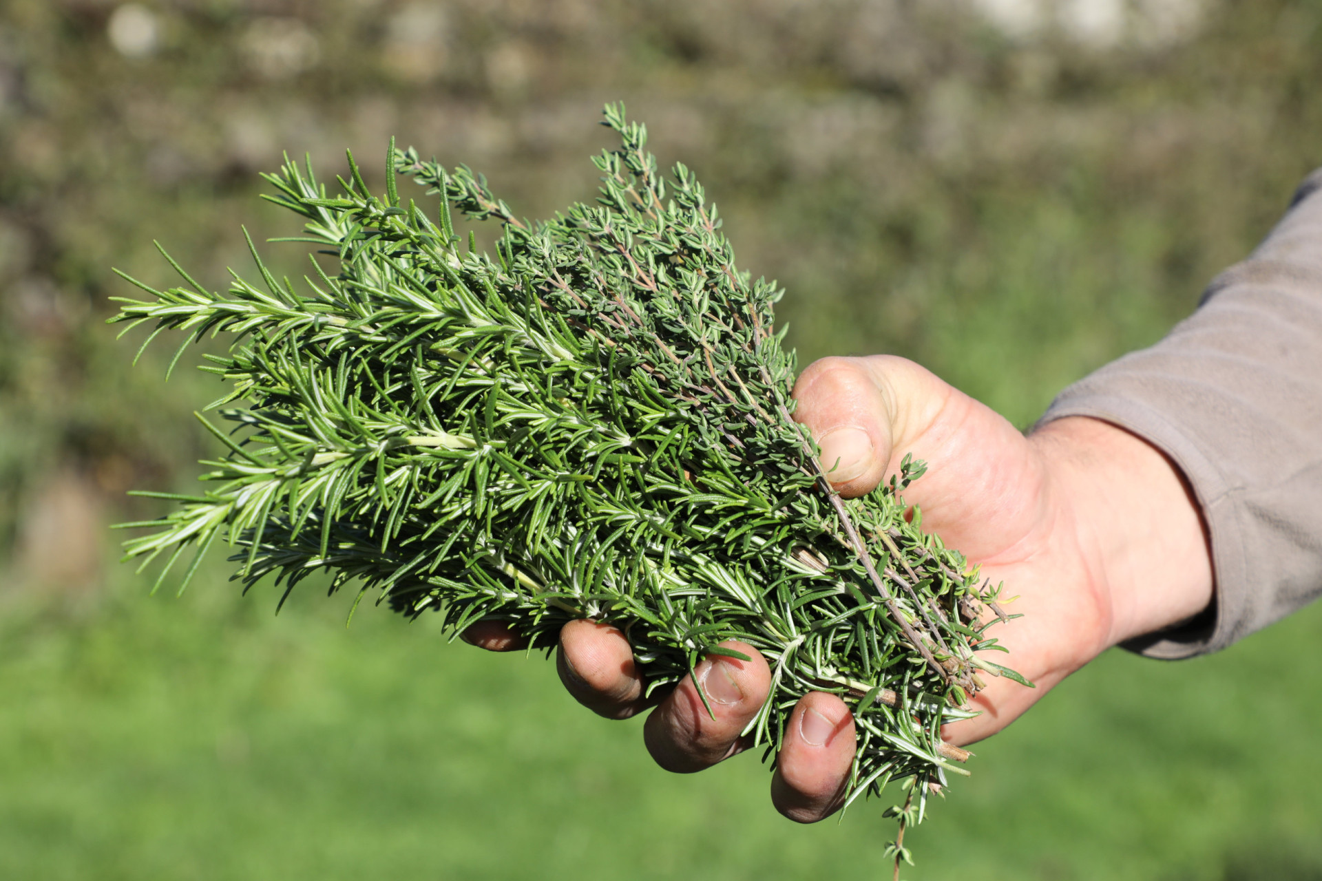 Medicinal plants that can transform your health