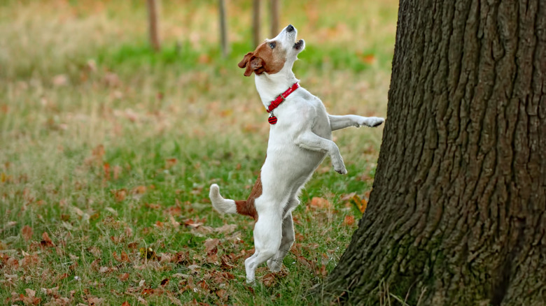 Just dogs who love to climb trees