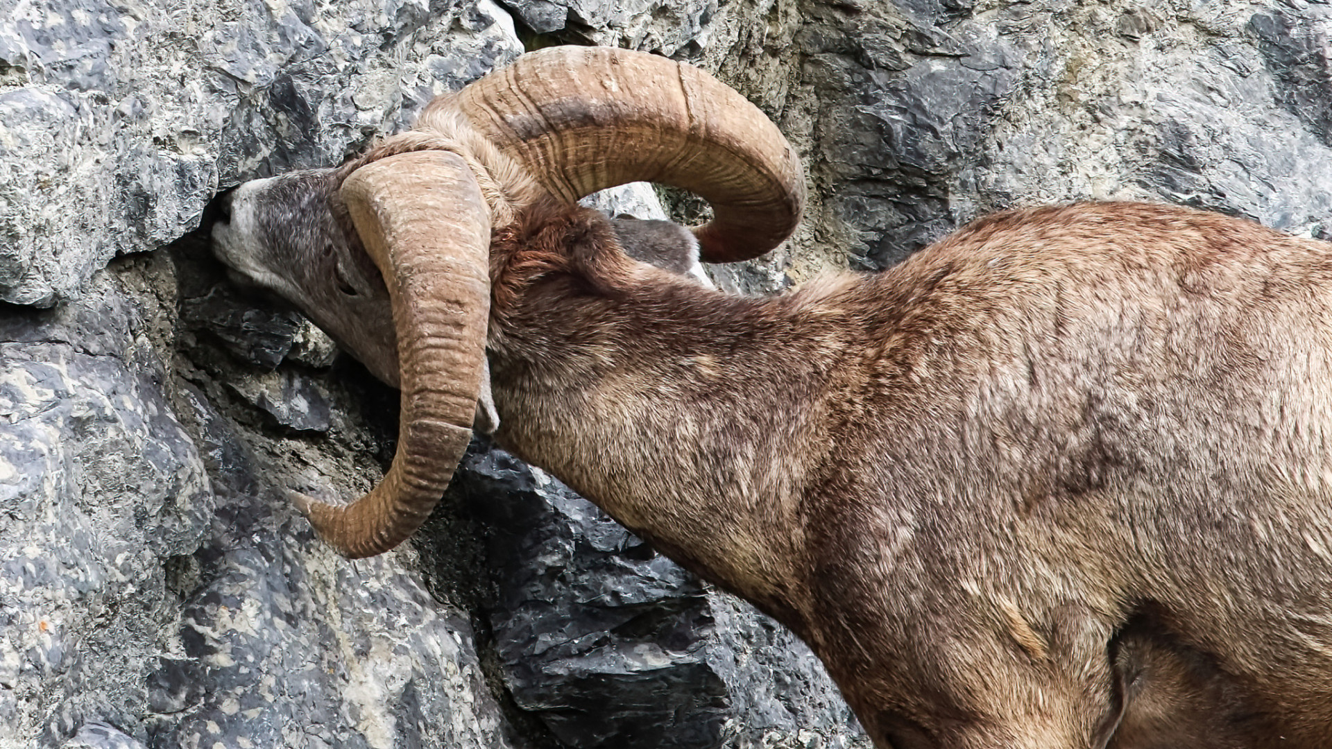 Where do wild animals get their salt?