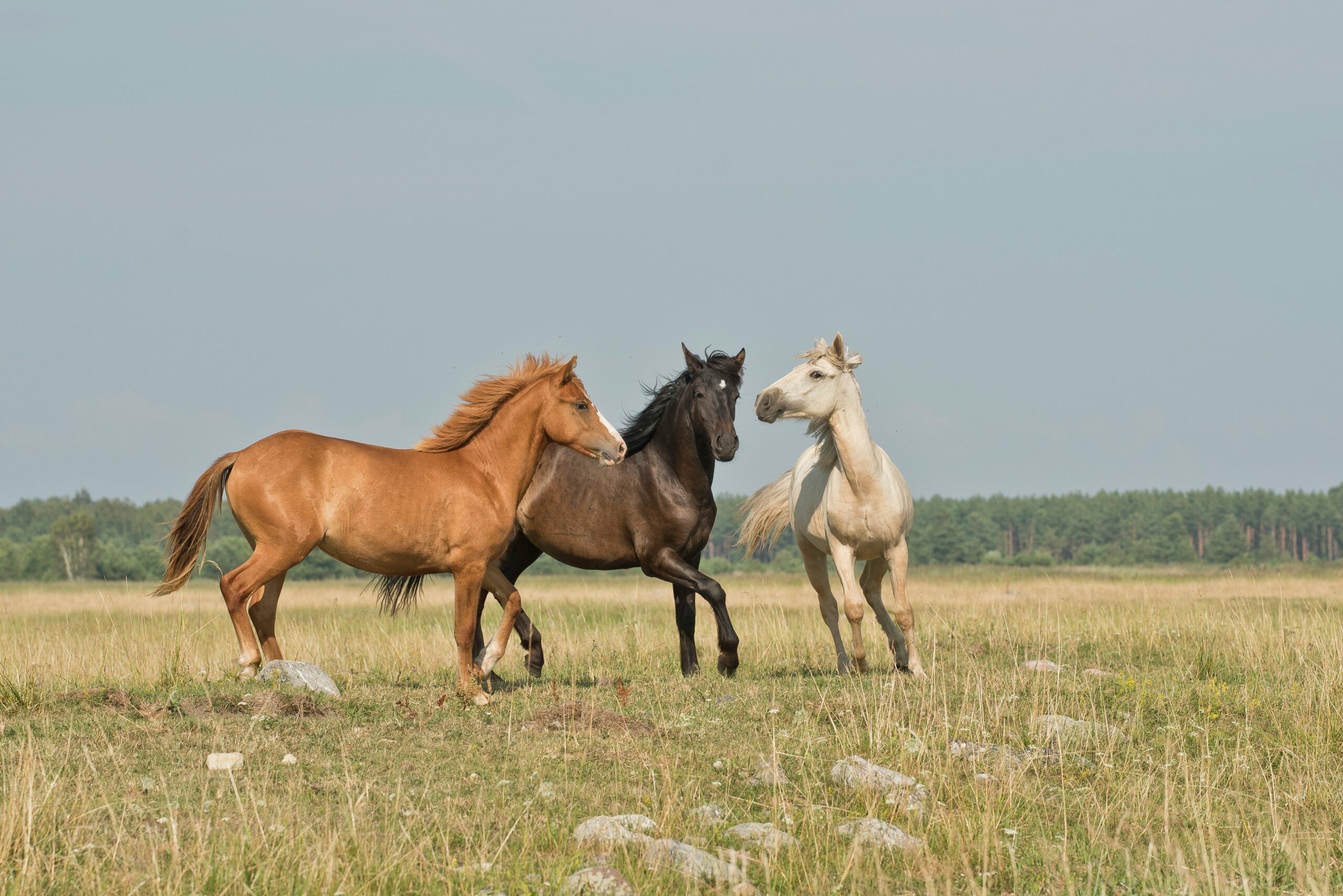 Expensive horse breeds owned by the rich