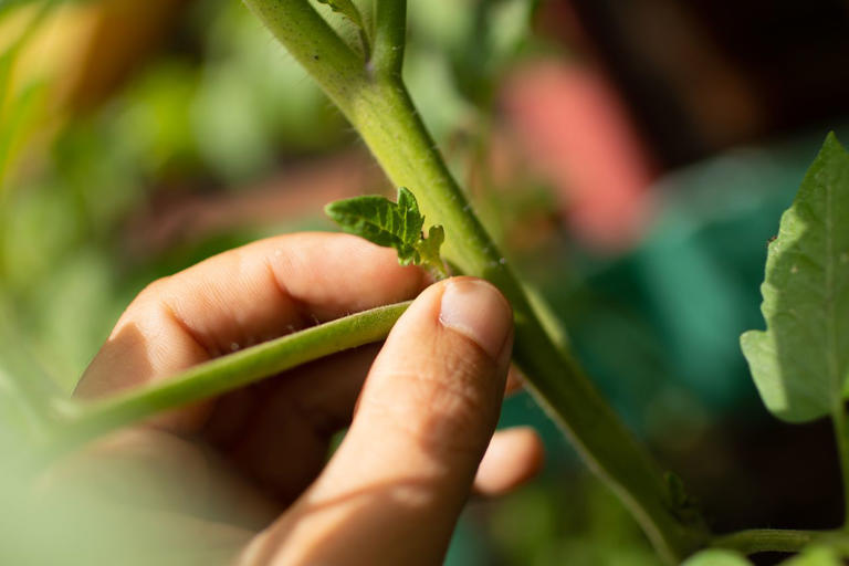 The best gardening tip I ever got was from my neighbor, and my harvests ...