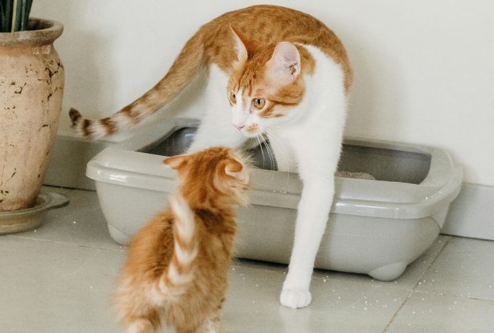 10 reasons cats make the perfect low-maintenance pets