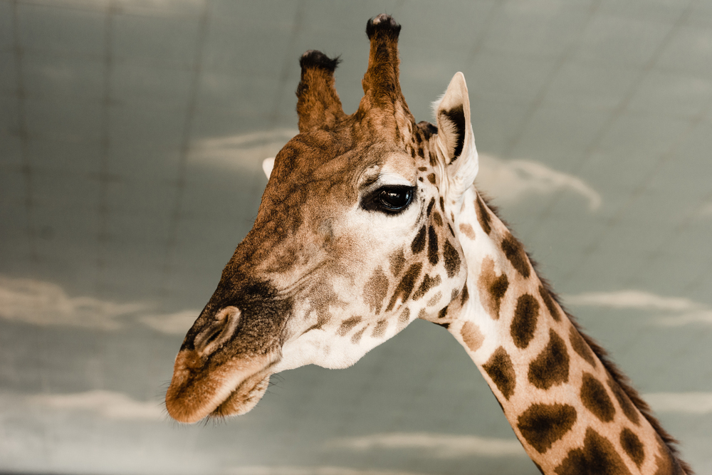 Incredible facts about the world’s largest animals