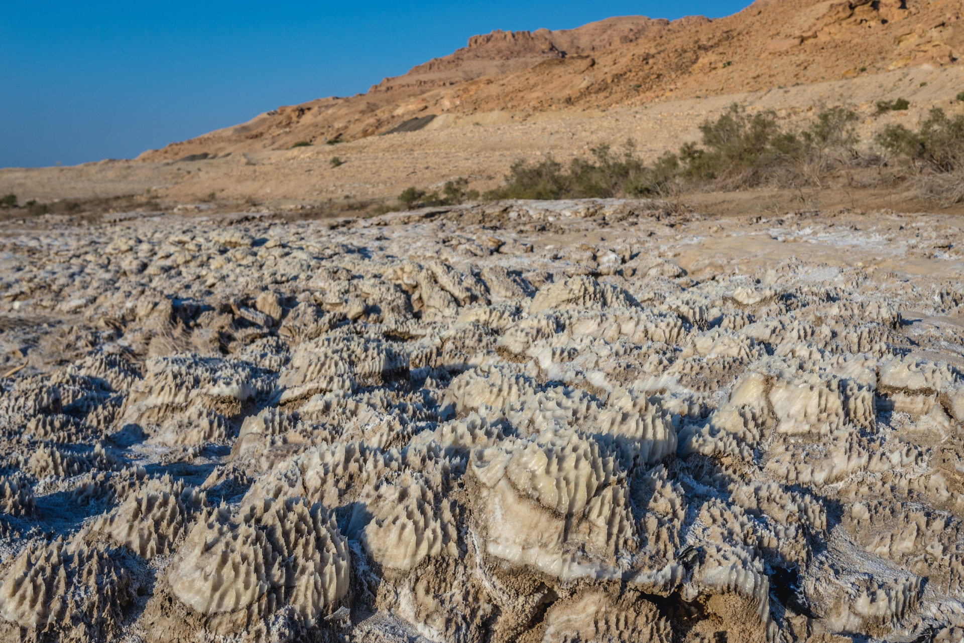 Where do wild animals get their salt?