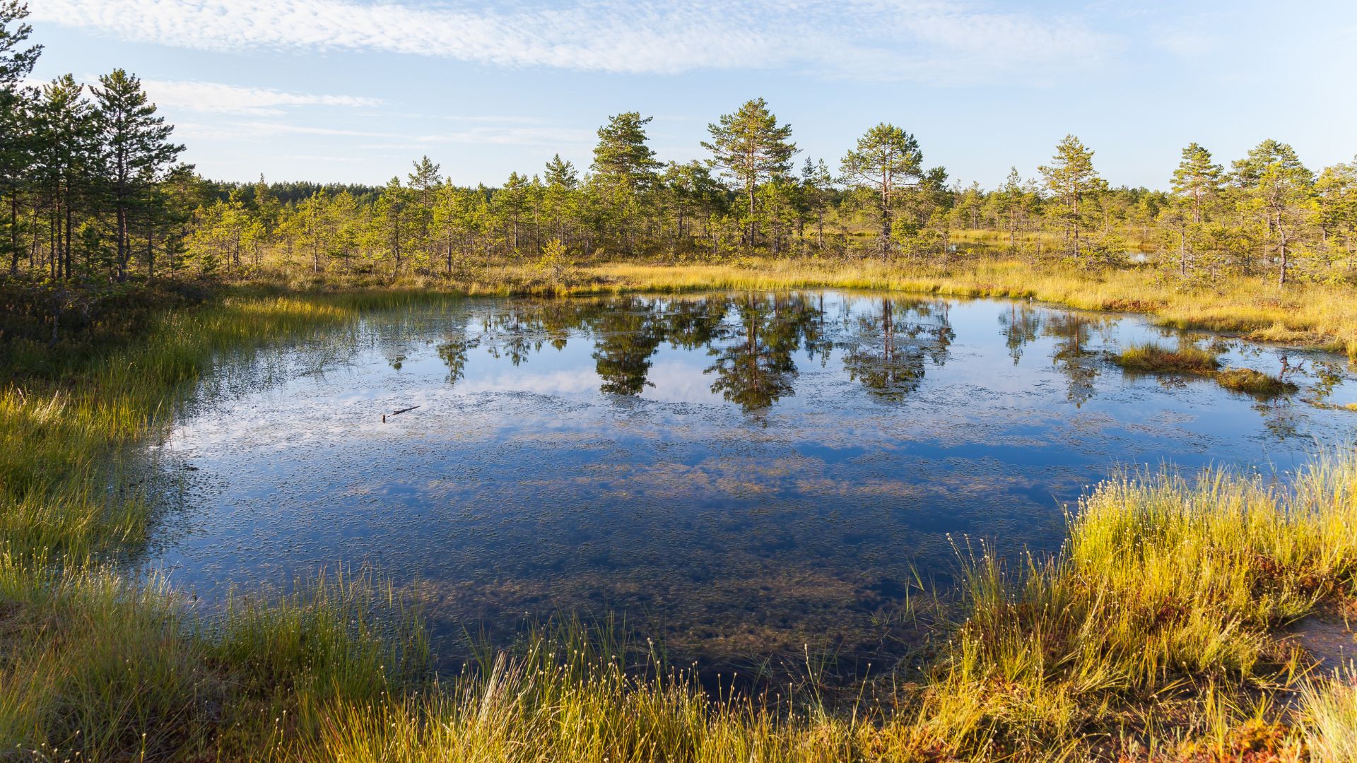 Otherworldly photos of Estonia’s forests and landscapes