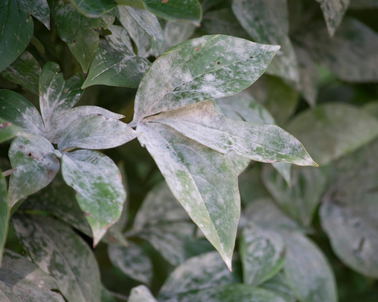 This 1 kitchen staple clears up powdery mildew fast – make a cheap ...
