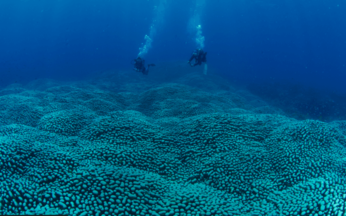 A football pitch-sized coral colony is the Great Barrier Reef – and ...