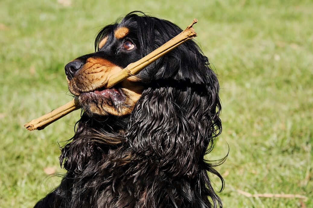 15 dog breeds that act smarter than they actually are