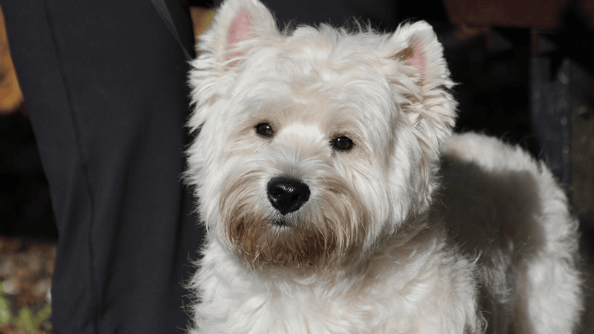 Will your dog live a long life? These are the 30 longest-living breeds