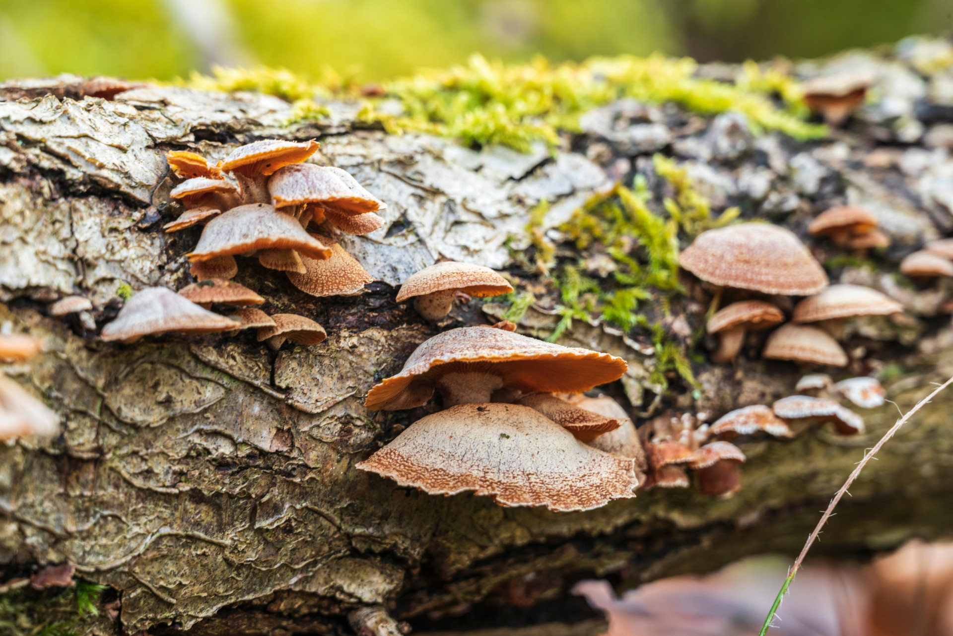 What are the six kingdoms of all living things?