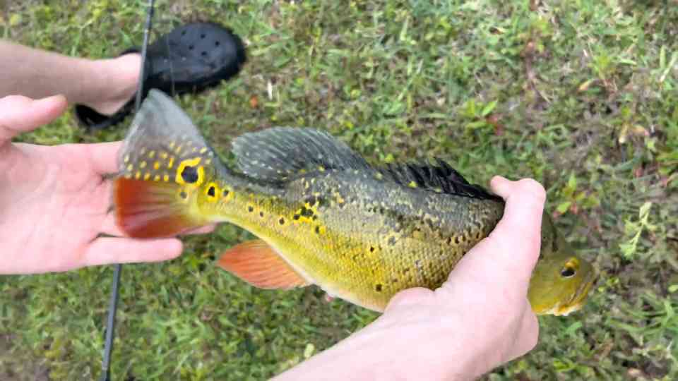 This rare tiger catfish appeared after dark