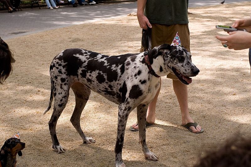15 dog breeds that can make one quiet glance feel more intense than ...
