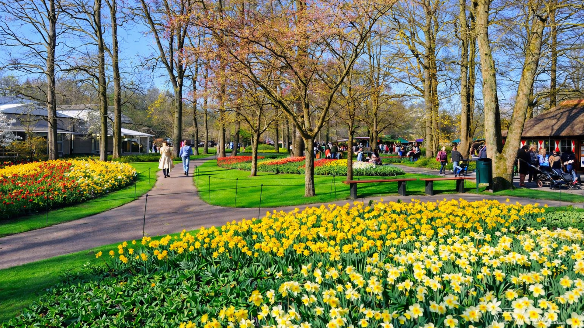 Keukenhof Holanda: Parque de flores na primavera (4K)