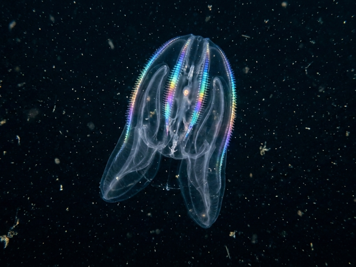 Researchers studying this organism discovered something biology said ...