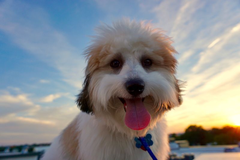 17 dog breeds that form strange little loyalty rituals only their ...