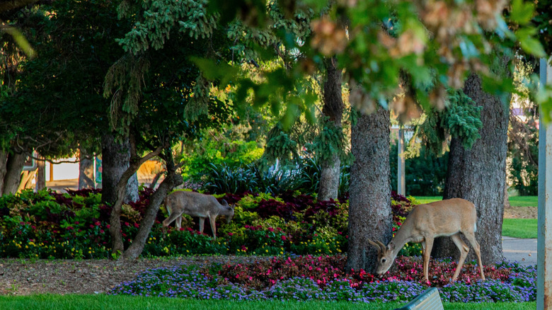9 deer-resistant flowers that will bring color and personality to your yard