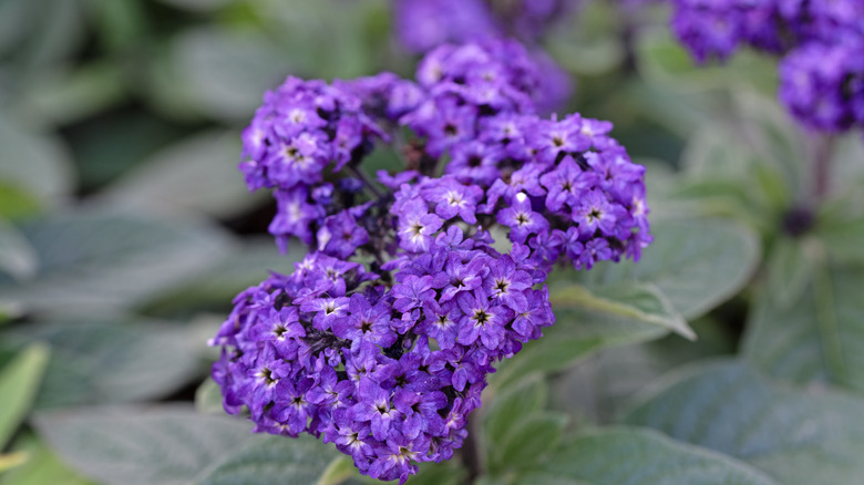 9 deer-resistant flowers that will bring color and personality to your yard